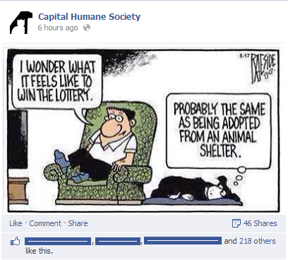 Animal Shelters Are Winning on Facebook: Here's How! - Qgiv Blog